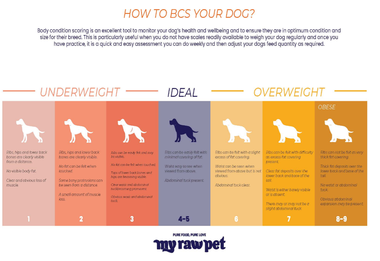 Wondering how to BCS your Dog? – My Raw Pet
